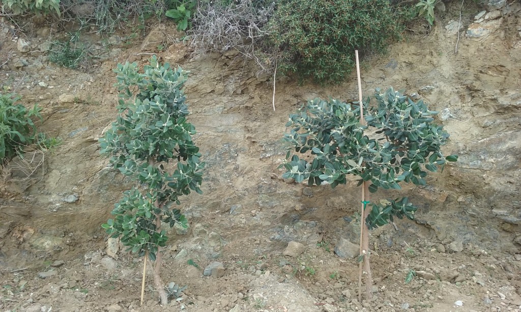 Creating hedges in the Mediterranean garden – Landscape design ...